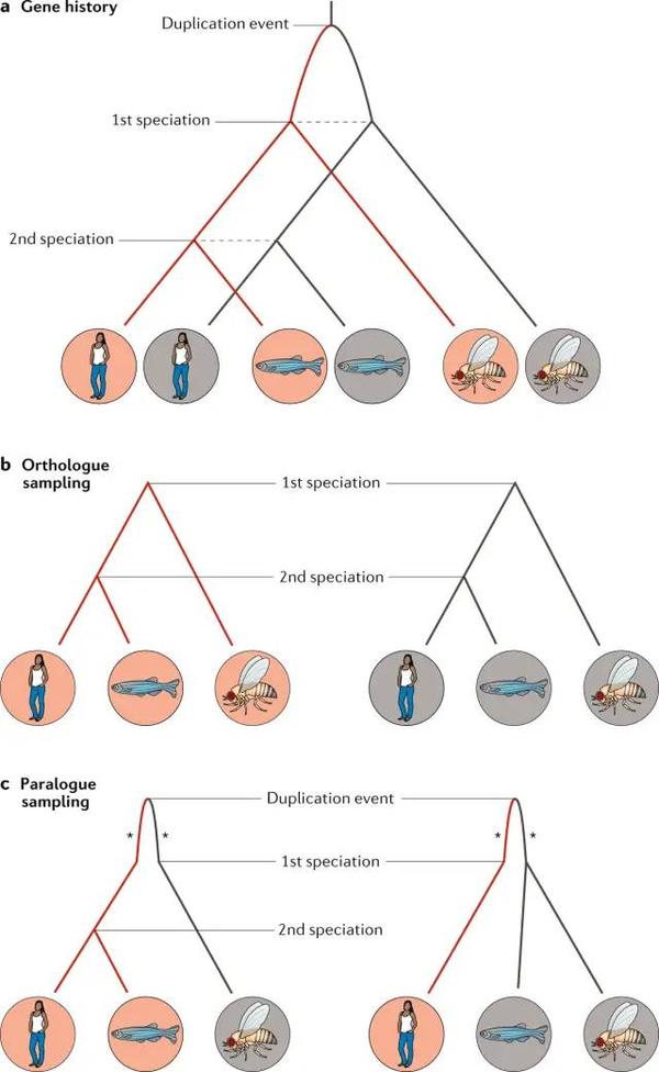 Nature Reviews Genetics | 基因组时代的系统发育树的构建 - 知乎