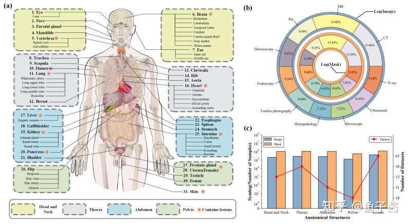 告别繁琐标注！医疗版SAM让医学图像分割变得简单！ - 知乎