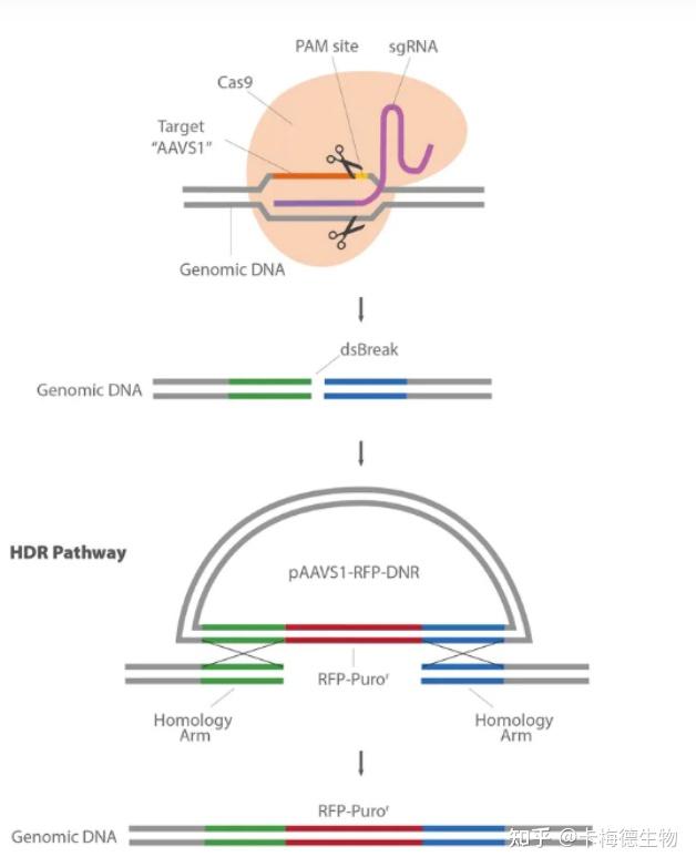 【卡梅德生物】基因编辑技术：CRISPER-CAS9 技术应用 - 知乎
