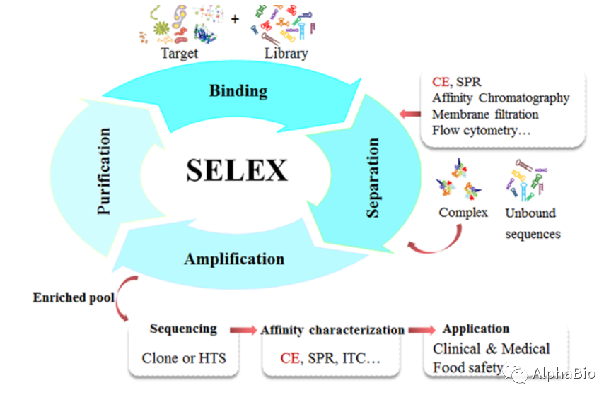 SELEX技术会成为未来吗？ - 知乎