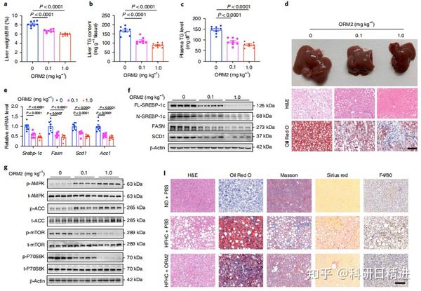 Nature metabolism丨肝脏因子ORM2通过抑制脂肪从头生成维持肝脏脂质稳态 - 知乎