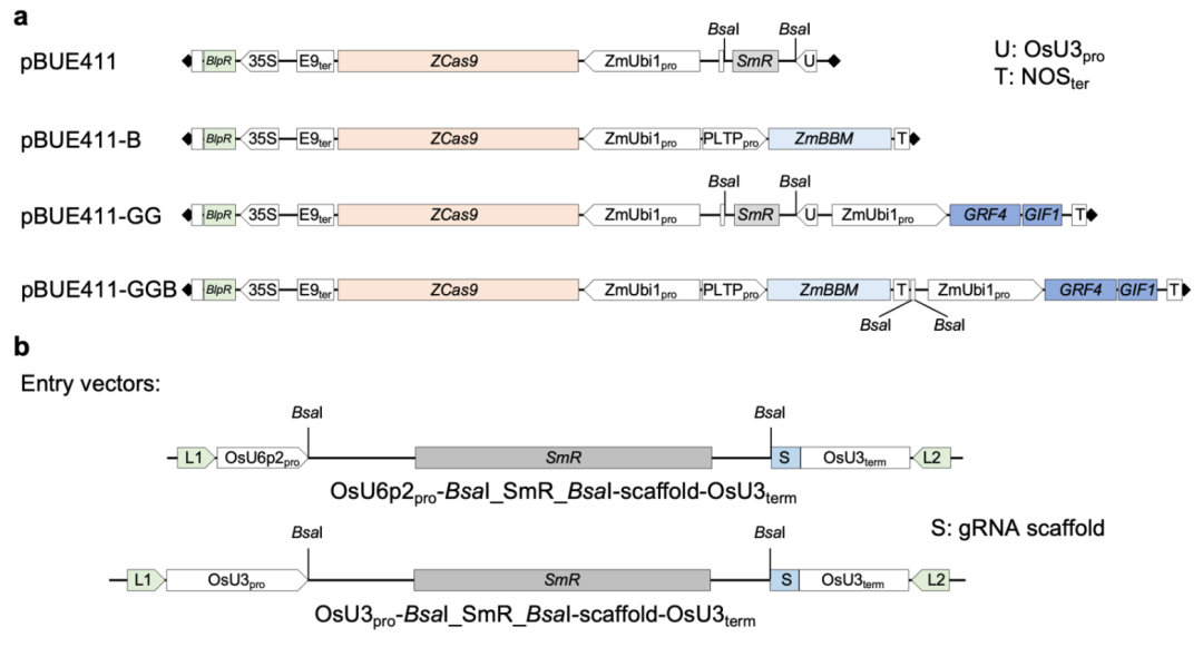 显著提高遗传转化效率，只需一步！（二） - 知乎