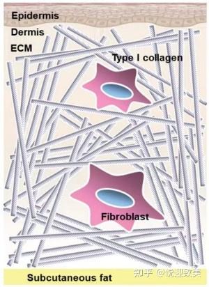 真皮抗衰的黄金三要素之胶原蛋白 - 知乎