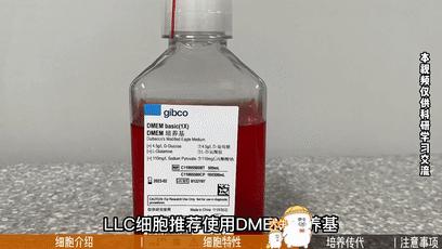 LLC细胞培养，小鼠Lewis肺癌细胞培养攻略 - 知乎