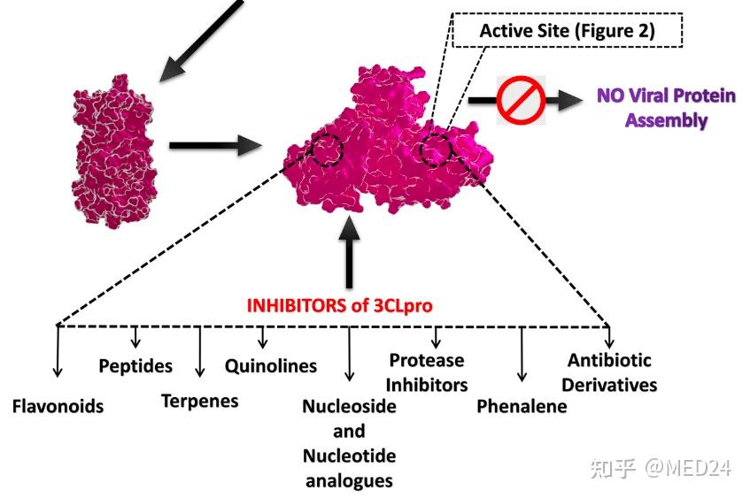 BA.2.86产生30多个新突变，现有抗新冠病毒药还有效吗？ - 知乎