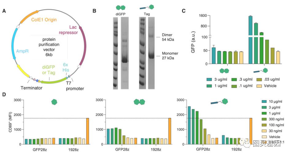 Science | 益生菌引导的CAR-T细胞用于实体瘤靶向治疗 - 知乎