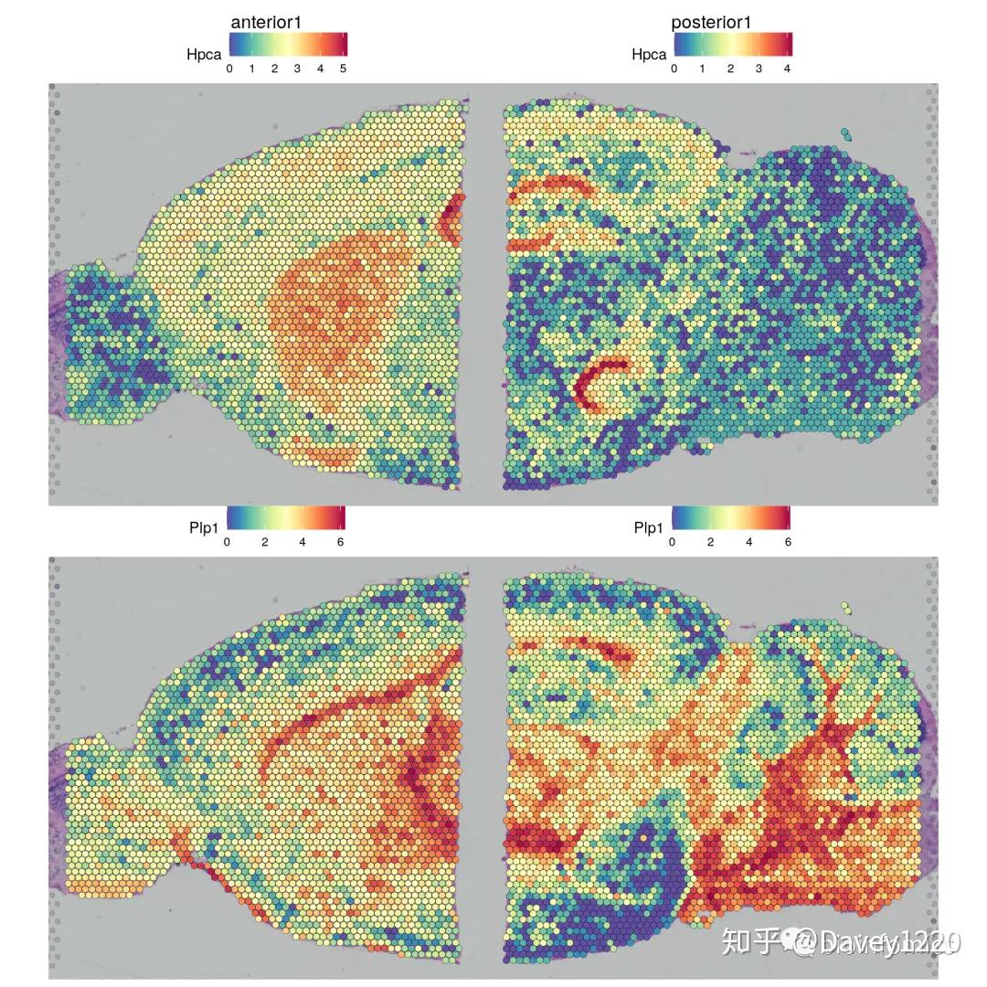 Seurat包学习笔记（三）：Analysis of spatial datasets - 知乎