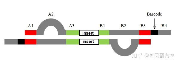 MGI和illumina常见文库结构 - 知乎