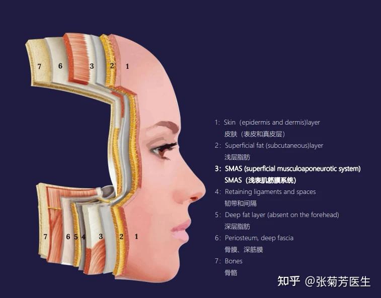 什么是SMAS筋膜层？为什么面部抗衰都要提到它？ - 知乎
