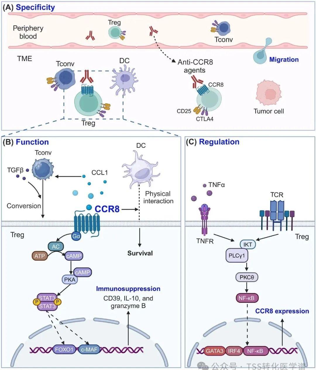 靶向 Treg 细胞经典靶点：CCR8 - 知乎