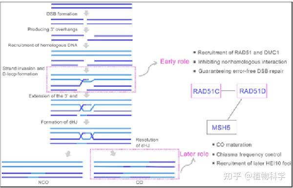 “一石二鸟”！New Phytologist | 北京师范大学张凡凡博士发文揭示RAD51C-RAD51D复合体在水稻减数分裂重组中的双重作用 ...