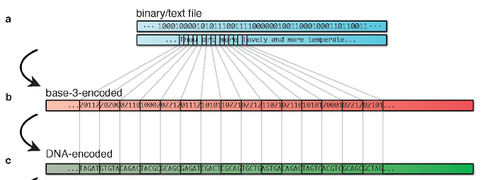 为什么欧洲分子生物实验室的DNA存储选择了三进制？ - 知乎