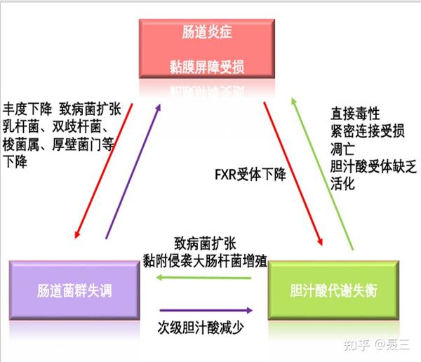 胆汁酸代谢和肠道微生态研究纵览 知乎