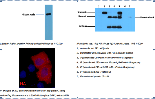 HA-Tag Mouse mAb - 知乎