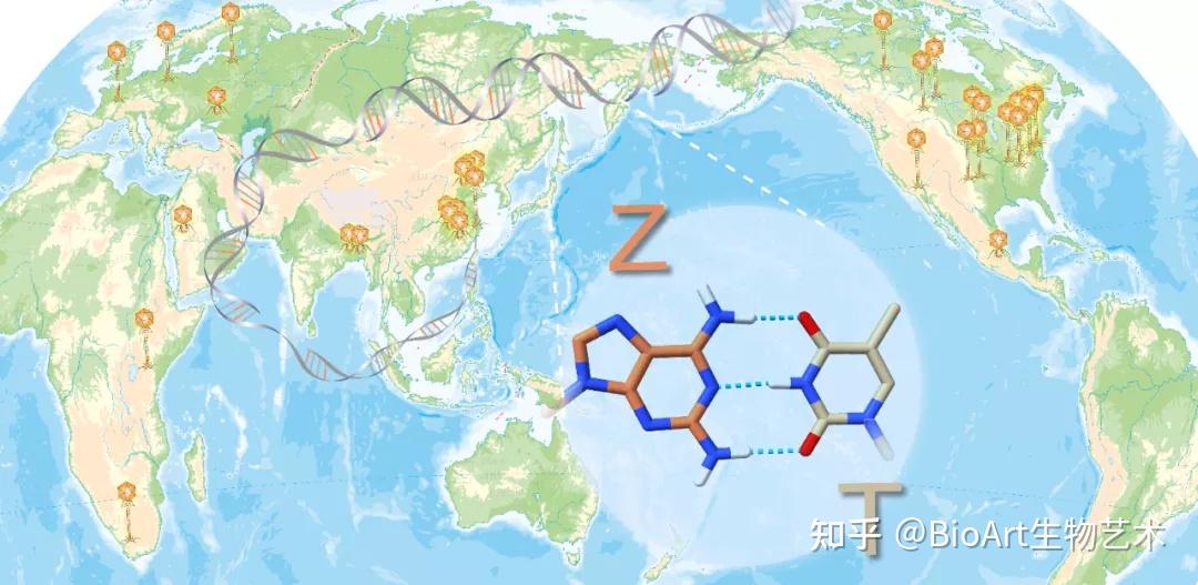 Science | 赵素文/张雁/赵惠民合作团队揭示Z-基因组生物合成通路 - 知乎
