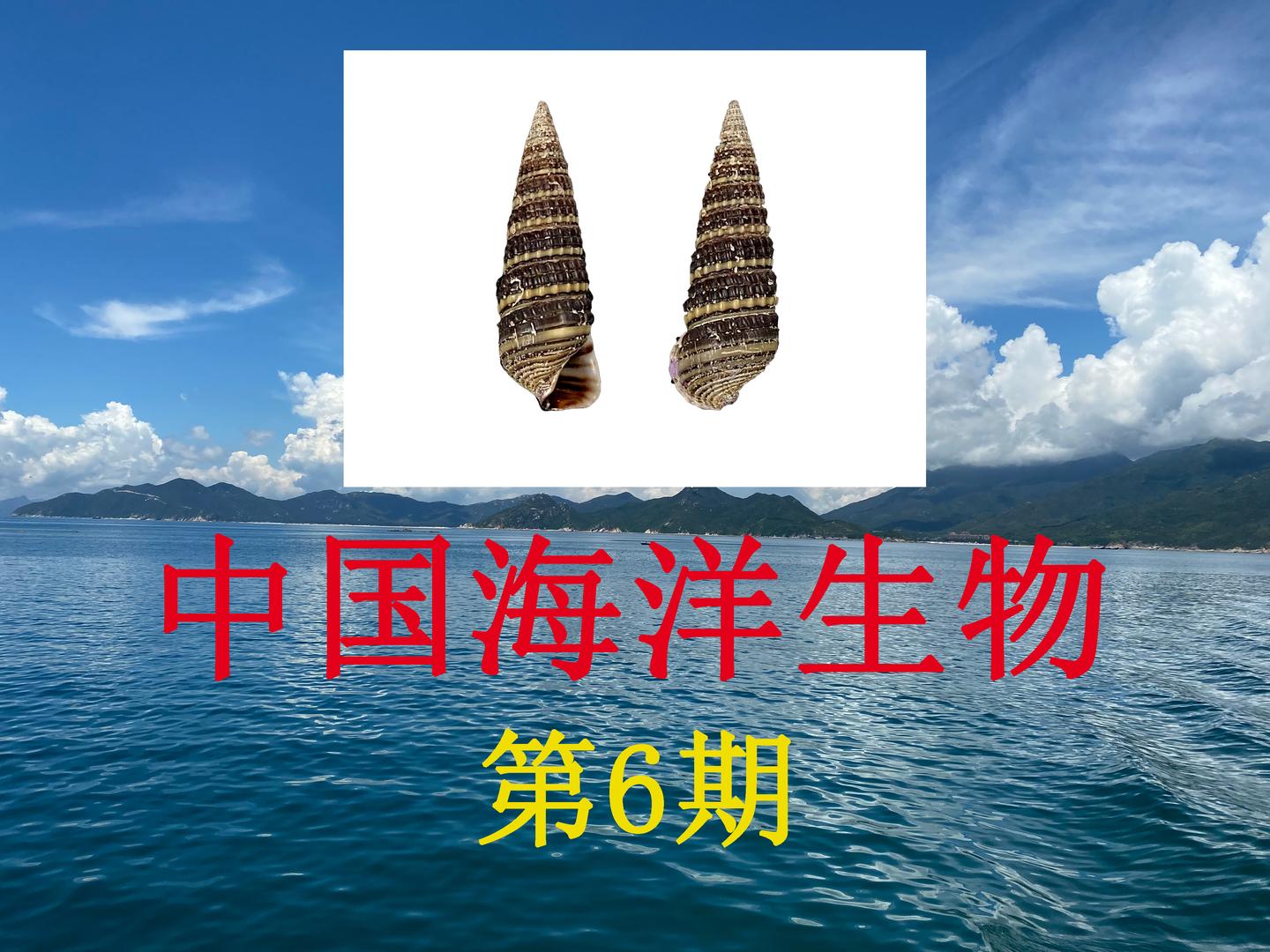 中国海洋生物 第6期 珠带拟蟹守螺 Cerithidea cingulata - 知乎