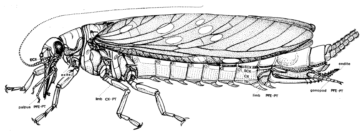 【地球演义】六足传奇4：羽化飞升 - 知乎