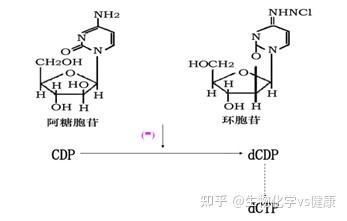 这些抗癌药物原来是阻断了肿瘤细胞的嘧啶核苷酸合成 - 知乎