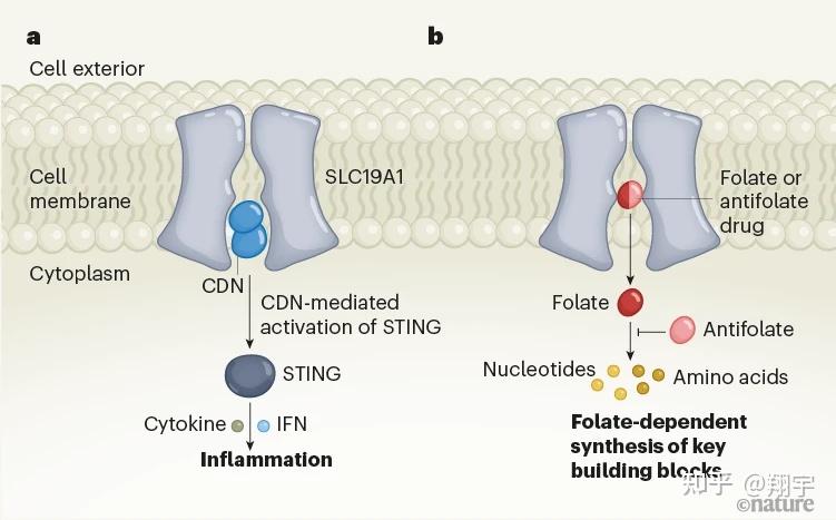 叶酸转运蛋白为抗癌药物提供线索 - 知乎