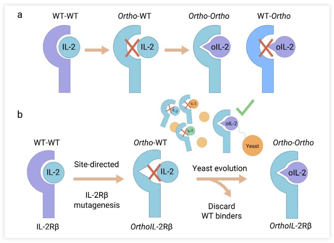 Science & Nature 双开花：改善过继性免疫细胞疗法的新手段 - MedChemExpress - 知乎