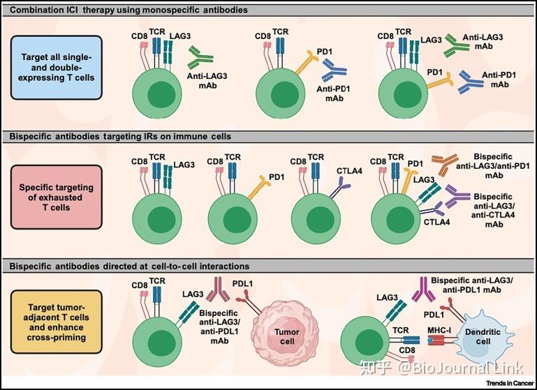综述 | Trends.Cancer | LAG3癌症免疫治疗的进展 - 知乎