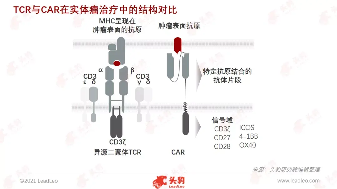 TCR-T疗法：实体瘤治疗新思路 - 知乎