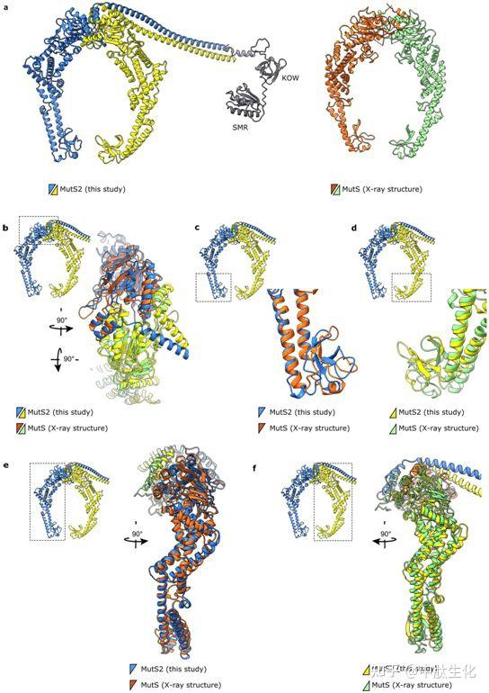 Nature：揭示细菌蛋白MutS2感知和拯救卡在mRNA上的核糖体 - 知乎