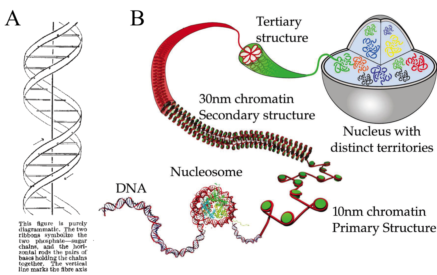 3D 基因组领域的重要进展：GRID-Seq 探索DNA-RNA的相互作用 - 知乎