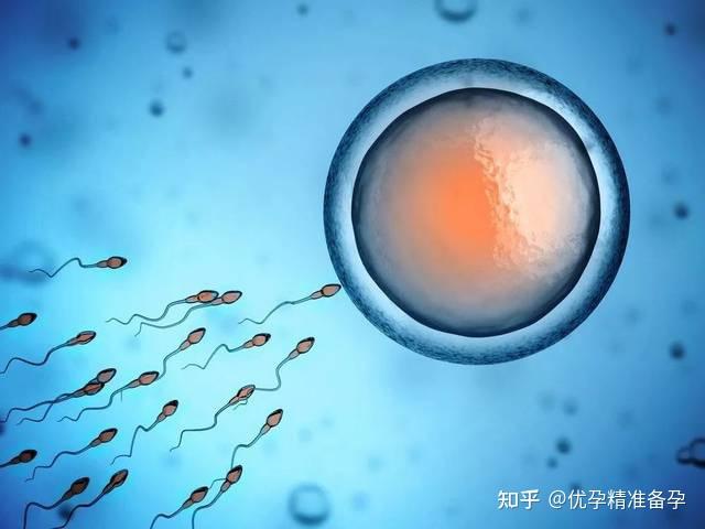 促排会早衰？闭锁卵泡了解一下 知乎