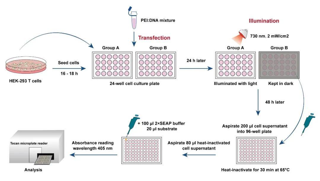 Bio-protocol | 2023年2月5日最新上线实验方案目录 - 知乎