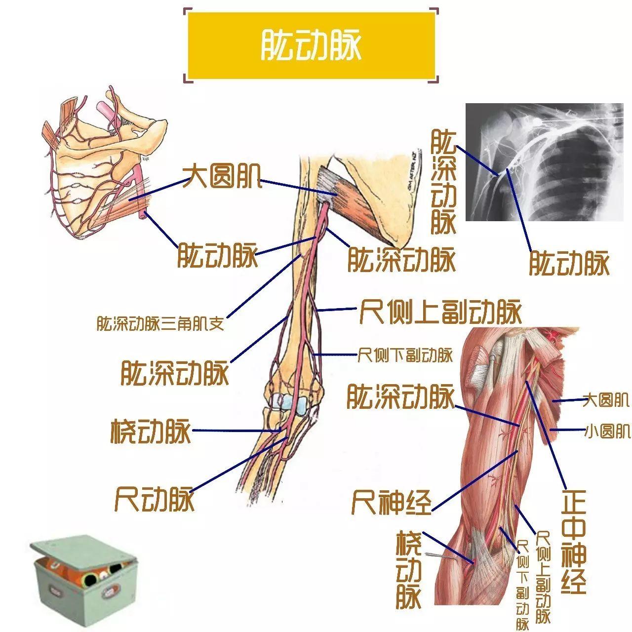 肱动脉 - 知乎