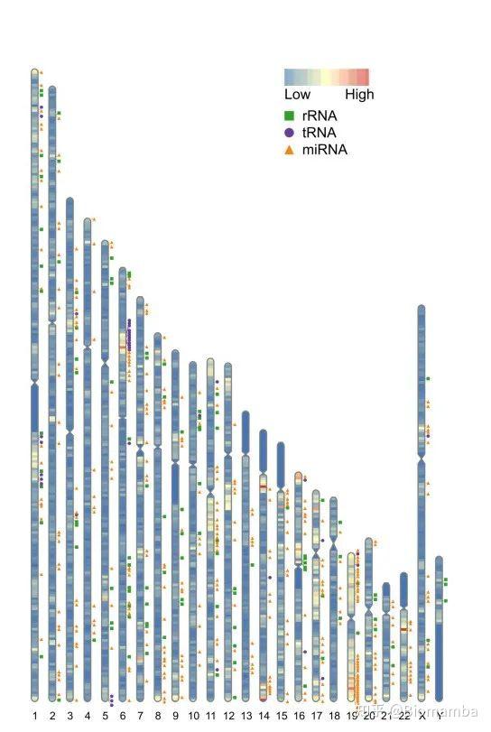 染色体可视化神包——RIdeogram - 知乎