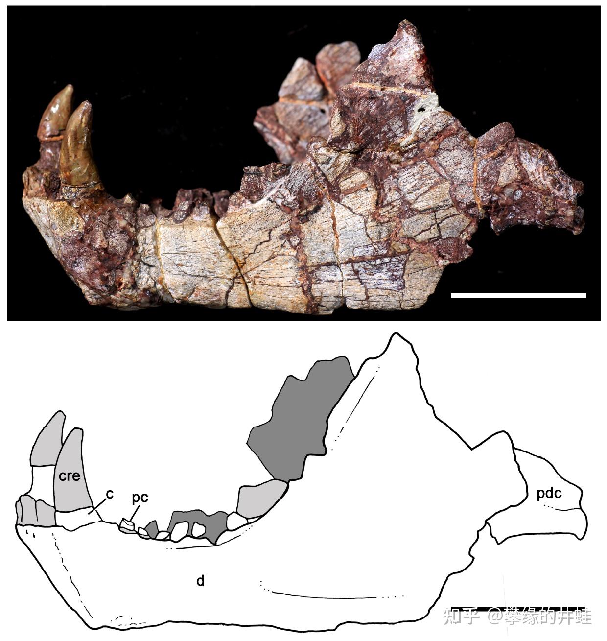 【地球演义】第二百八十二回 百兽图12：黄鼠狼下豆杵子 - 知乎