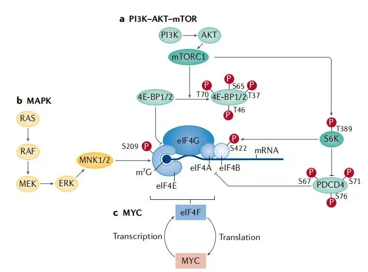 Nat Rev Cancer|肿瘤进展过程中mRNA翻译的可塑性和抗药性 - 知乎