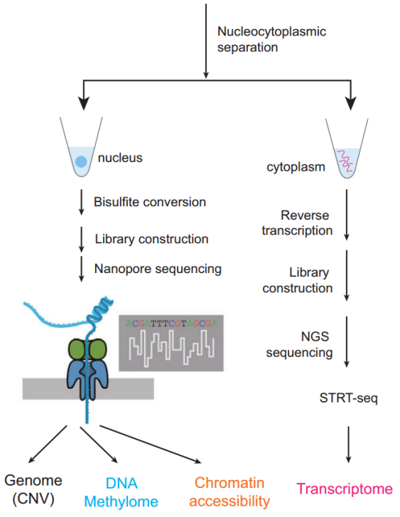 scNanoCOOL-seq: 单细胞多组学测序技术的新里程碑 - 知乎