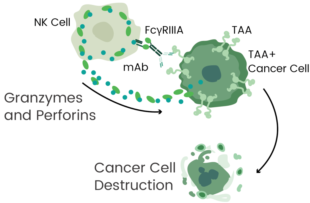 Fc region为何如此重要？ - 知乎