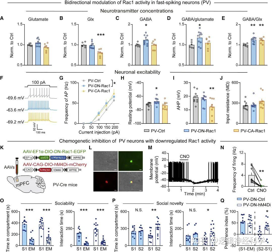 Cell Rep︱李斐/李伟广/张孝勇/梅兵团队合作提出基于突触细胞生物学特征的自闭症社交障碍分型标准 - 知乎