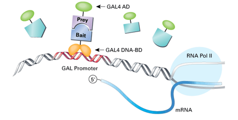 酵母双杂交（Y2H）延伸系统 - 知乎