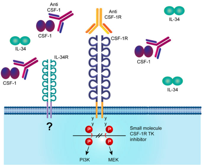 直追PD-1，癌症免疫新靶点CSF-1R药物研究进展综述 - 知乎