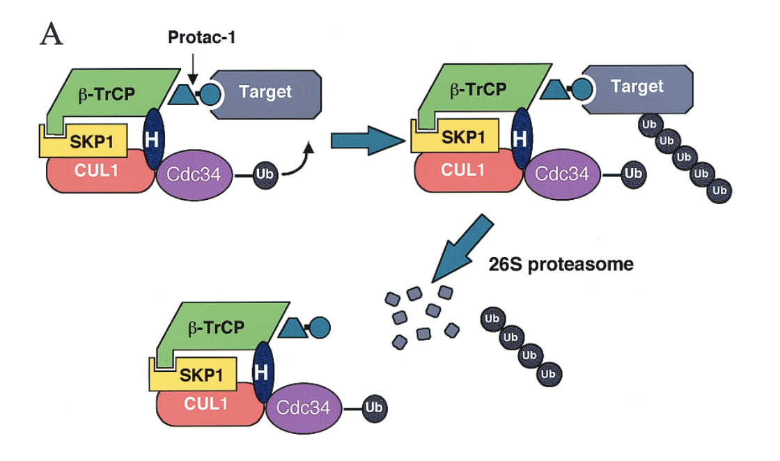 PROTAC| ARV-471：最有望率先上市的 PROTAC 药物 - 知乎