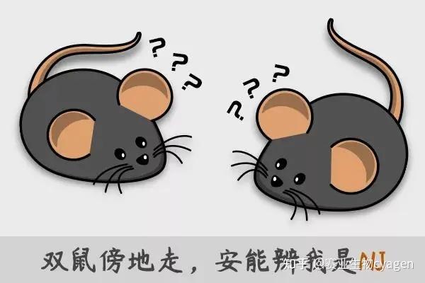 C57BL/6N与C57BL/6J有什么区别呢？ - 知乎