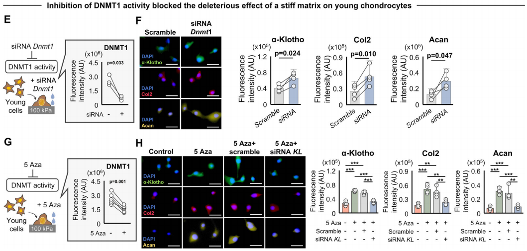 NC（IF17）! 蛋白质组学揭示软骨老化的关键蛋白及相关机制 - 知乎