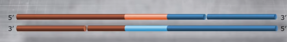 Gibson Assembly原理 - 知乎