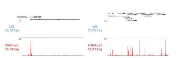 CUT&Tag：一种全新的研究DNA-蛋白质互作技术，一招教您解决ChIP-Seq带来的苦恼！ - 知乎