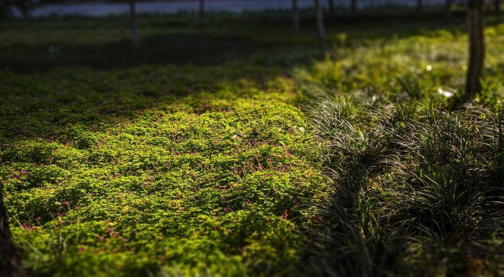 UE4的植被大规模管理问题 ISM与HISM - 知乎