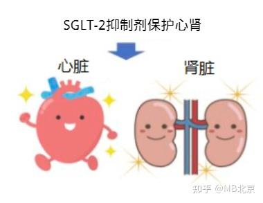 SGLT-2抑制剂降低心脏和肾病风险——不仅降糖亦保护心肾健康 - 知乎