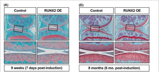 番红固绿染色（Safranin O/Fast green staining）分析 - 知乎
