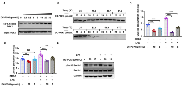 药理学顶刊丨一种有效的 PGK1 拮抗剂表明 PGK1 调节 IL-1 β和 IL-6 的产生 - 知乎