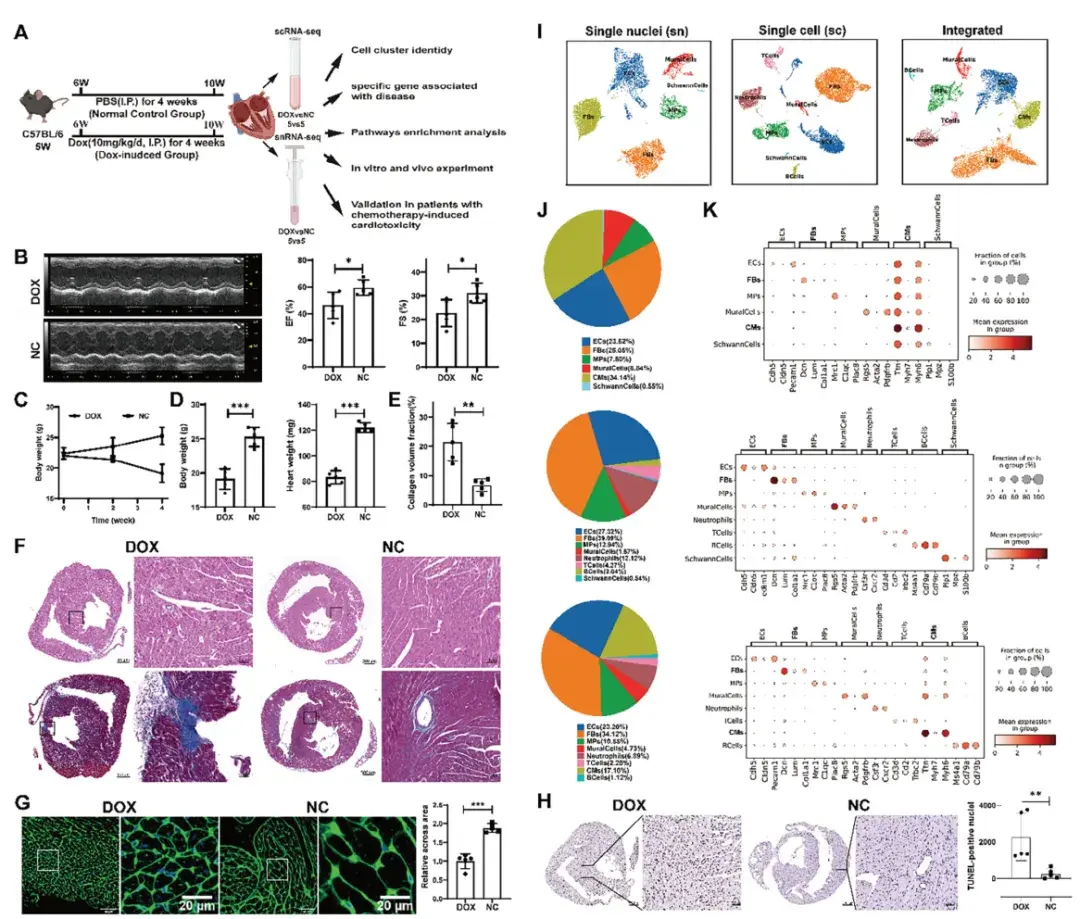 项目文章 | 单细胞测序揭示PICALM 调节β-淀粉样肽的生成促进蒽环类药物引起的心脏毒性 - 知乎