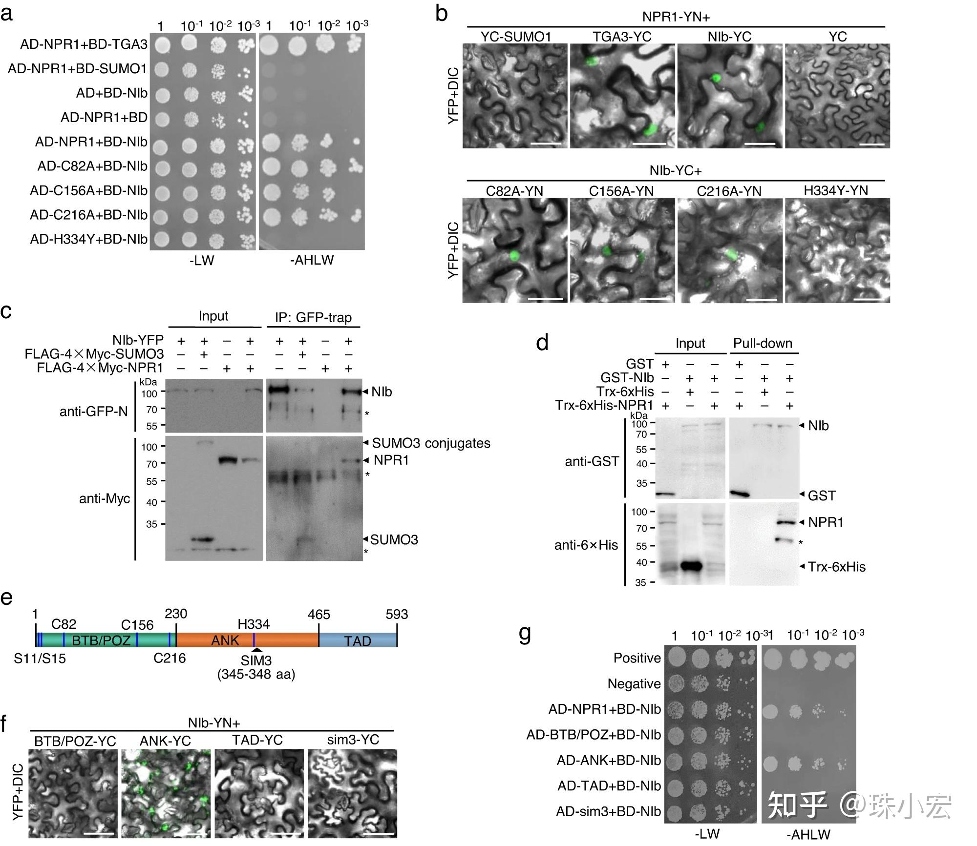 Nature Communication 一种植物RNA病毒(turnip mosaic virus, TuMV)通过抑制NPR1的SUMO化 ...